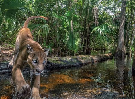 The History Of The Florida Panther A Symbol Of Reverence And Revulsion