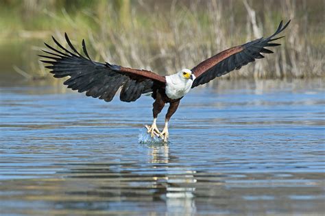 African Fish Eagle Animal Kingom