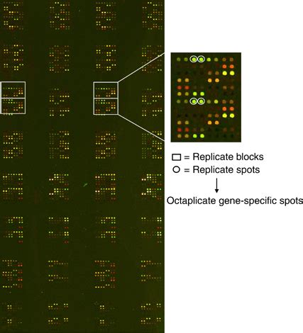Custom Made Oligonucleotide Array Design 70 Mer Oligo S Corresponding Download Scientific