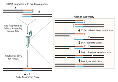 Dna Sequencing Limitations Of Gibson Assembly Method Biology Stack Exchange
