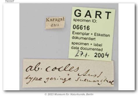 Parnassius D Delphius Type Specimens