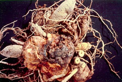The Ultimate Guide To Lifting And Splitting Dahlia Tubers The Arches