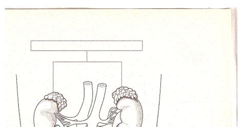 Aparato Excretor Para Colorear