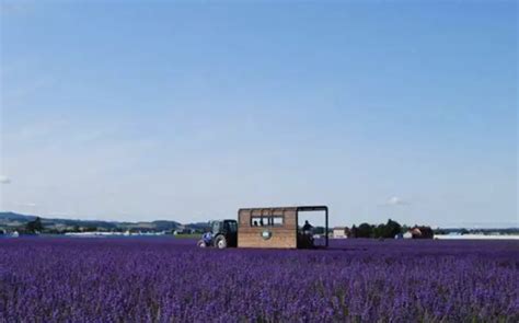Hokkaido Lavender Fields 6 Best Places In Furano To See Japans