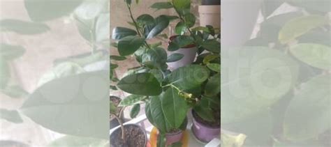 Лимонное дерево купить в Анапе Товары для дома и дачи Авито
