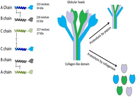 Complement System And Classical Pathway