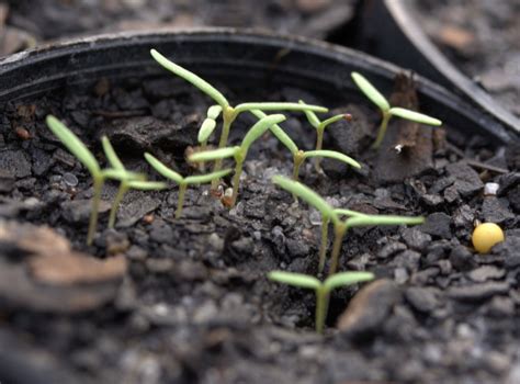 Poppy Seedlings Look Like At Mattie Delgado Blog
