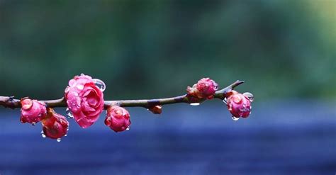 Flowers Mind Peace Rain Relaxation Spring 가지 계절 고요한 깨지기 쉬운 꽃