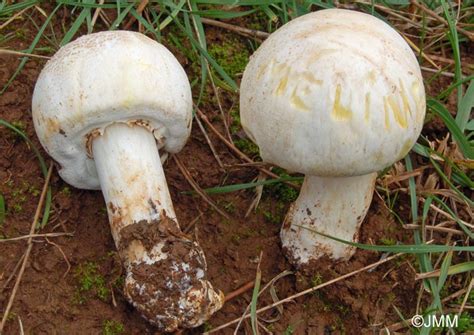 Agaricus Xanthoderma Agaricus Xanthodermus