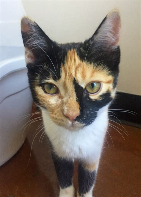 How To Tell The Difference Between A Calico And Tortoiseshell Cat Cat