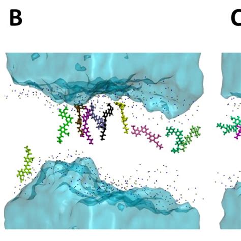 Representative Snapshots For The Md Simulations On The Systems Download Scientific Diagram