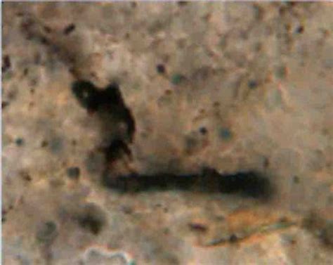Ancient Fossil Microorganisms Indicate That Life In The Universe Is