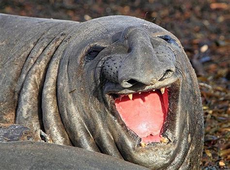 16 Animals That Simply Look Dumb Lachende Dieren Grappige