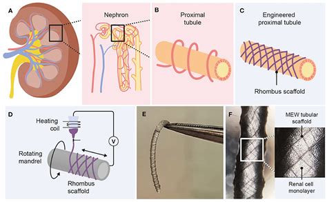Frontiers Topographic Guidance In Melt Electrowritten Tubular Scaffolds Enhances Engineered