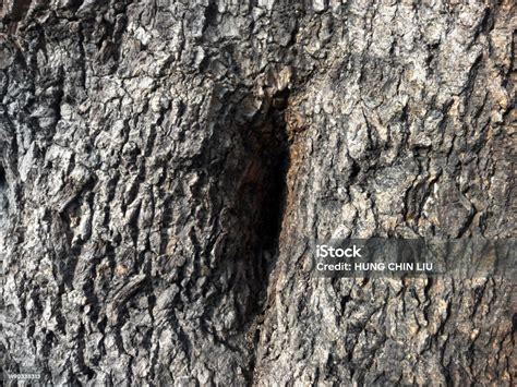 Tree Bark Texture Closeup Seamless Tree Bark Background Old Tree Brown