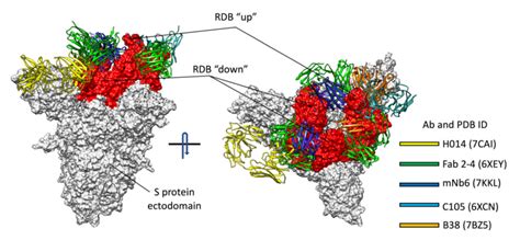 Human Antibodies Can Bind To Different S Protein Epitopes The Binding Download Scientific