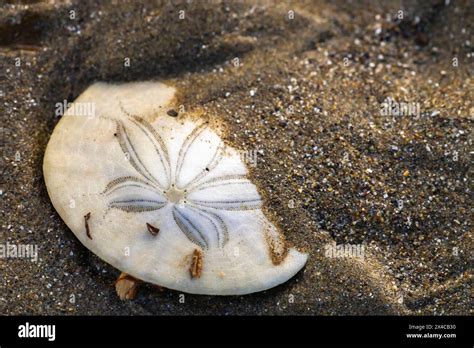 Usa California Morro Bay Sand Dollar On Morro Strand State Beach