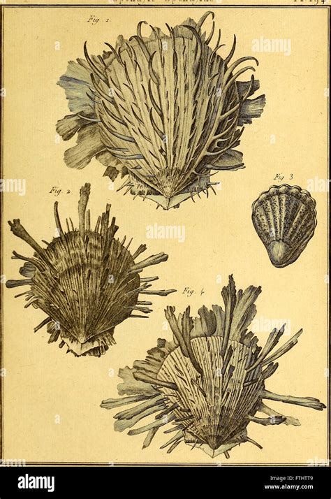 An Encyclopedic Work Presenting A Systematic Classification Of The