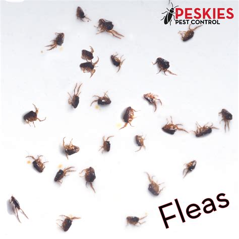 Conquering Flea Infestations In Birmingham Alabama Peskies Pest Control