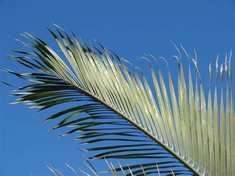 Ficha De La Dypsis Decaryi