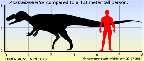 Australovenator