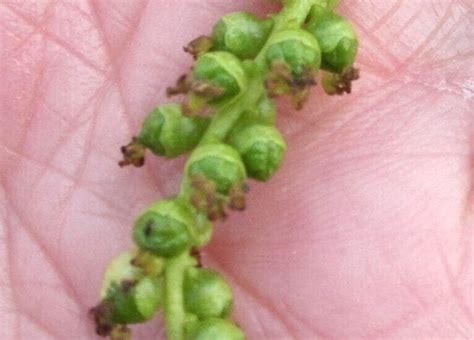 Catkins Tree Guide UK Tree Identification By Catkins