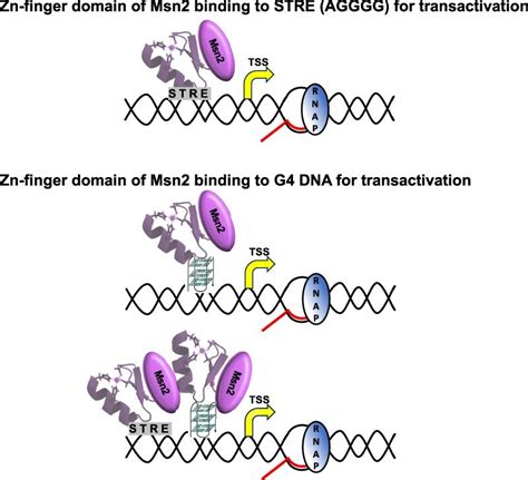 Yeast Transcription Factor Msn2 Binds To G4 Dna Pmc
