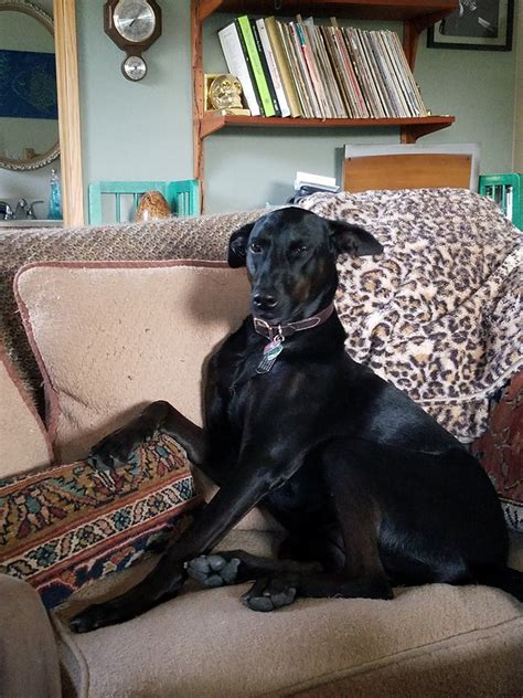 Sassy Dog Blank Template Imgflip