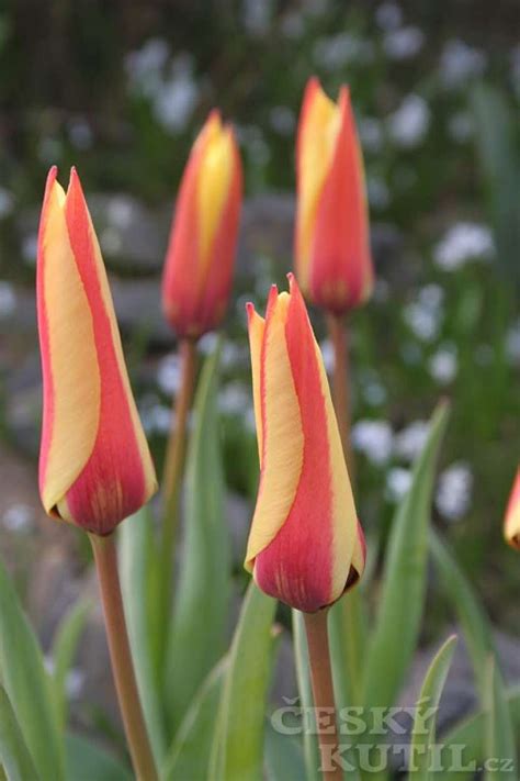 Fotogalerie k článku Tulipán Fosterův | Český Kutil.cz