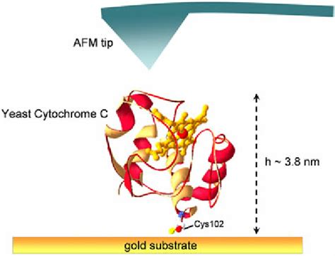 Graphic Representation Showing Yeast Cytochrome C Adsorbed On A Gold Download Scientific