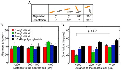 5 Pattern Formation Is Characterized By Cell Cell Orientation Not