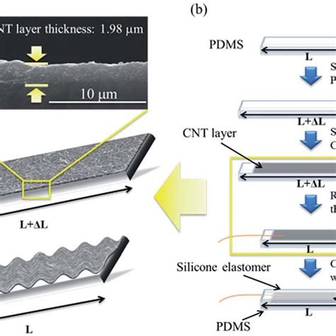 A Sem Image Of The Cnt Layer Between Substrate And Cover And B