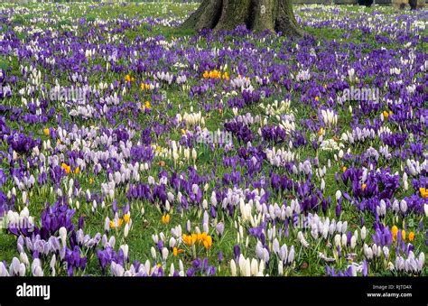 Spring Mass Bulb Plantings Prince Tulip Mix Flower Bulbs Nagel