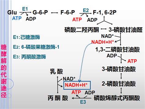 糖酵解的过程示意图 千图网