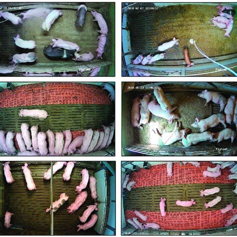 Example Of Images Used For Development Of The Detection Algorithms In Download Scientific
