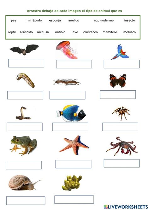 Types Of Animals Liveworksheets