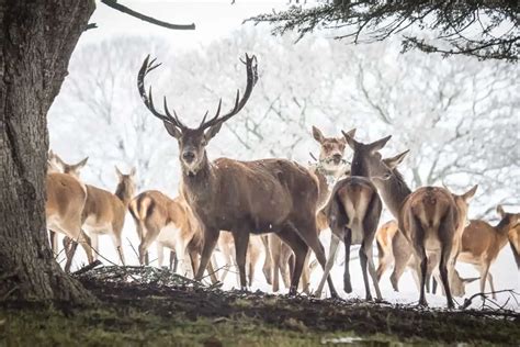 Do Deer Hibernate