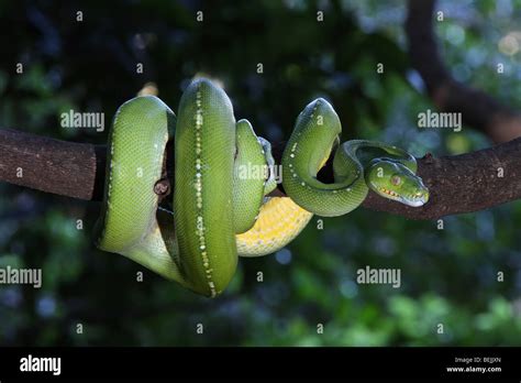 Green Tree Python Captive Stock Photo Alamy