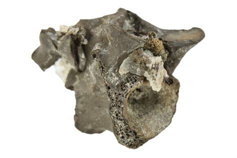 49 Permian Reptile Fossil Vertebra Oklahoma 261354 For Sale