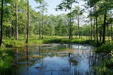 Researching Bog Ecosystems Nutrient Cycling Ar Generative Ai Premium Ai Generated Image