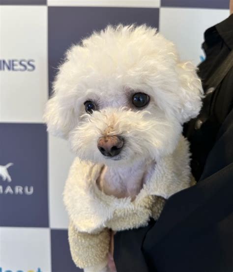 비숑프리제 김밥 사모예드특징 스피츠특징 시바견특징 시베리안허스키특징 시츄특징 요크셔테리어특징 웰시코기특징 이탈리아그레이하운드특징 치와와특징 코카스파니엘특징 폼스키특징 폼치