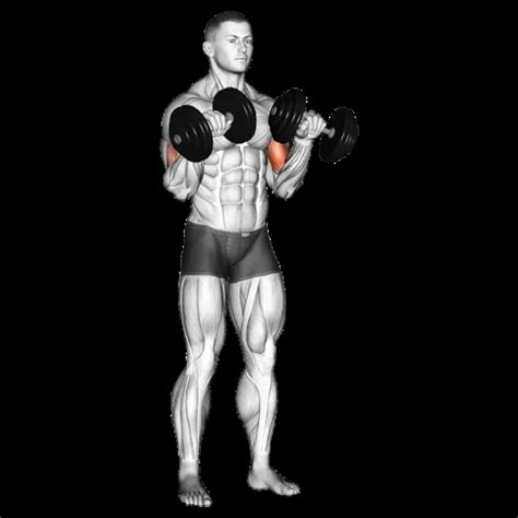 Alternating Dumbbell Curl Guide Muscles Worked Tips Athlemove