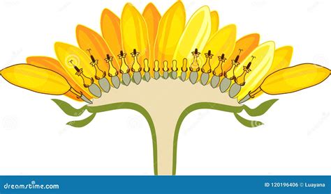 Flower Head Or Pseudanthium In Cross Section Structure Of Sunflower Inflorescence Stock Vector