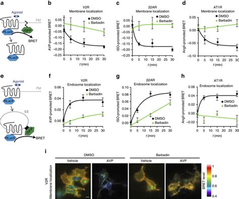 A New Inhibitor Of The β Arrestin Ap2 Endocytic Complex Reveals Interplay Between Gpcr
