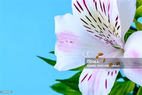 일반적으로 잉카의 페루 백합 또는 백합이라고 알스트로 에메리아의 흰색 꽃의 클로즈업과 파란색 배경에 공간을 복사합니다 꽃다발과