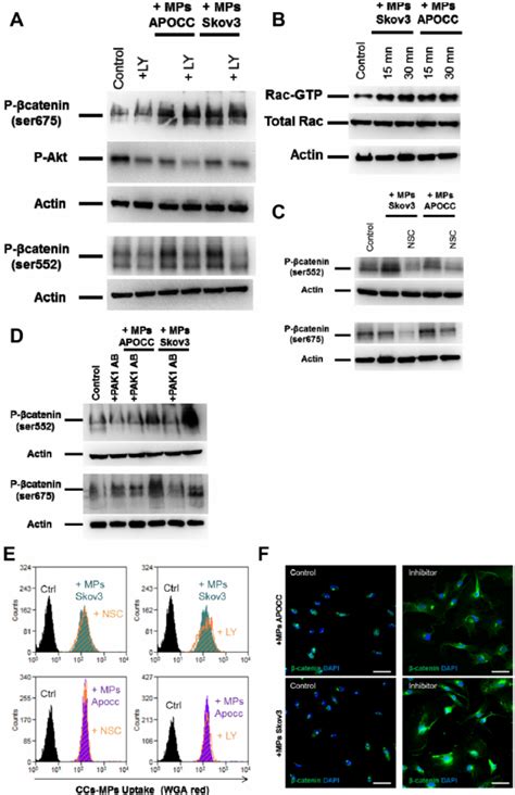 Rac1 And Akt Are Responsible For Phosphorylation Of β Catenin In Ecs