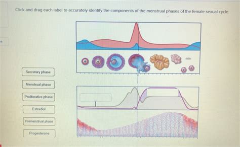 Solved Click And Drag Each Label To Accurately Identify The Chegg Com