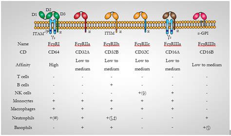 What Are Fc Receptors In Immunology At Betty Love Blog