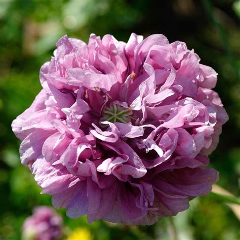 Bulk Poppy Seeds Double Purple Bulk Wildflowers