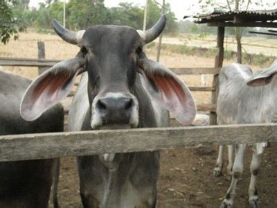 It S The Year Of The Ox So What S The Difference Between Cows And Oxen Ox Cow Oxen